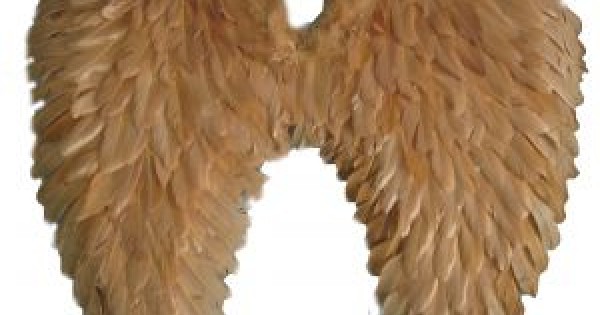 Ingli tiivad, sulgedest, kreemikas - FR46083